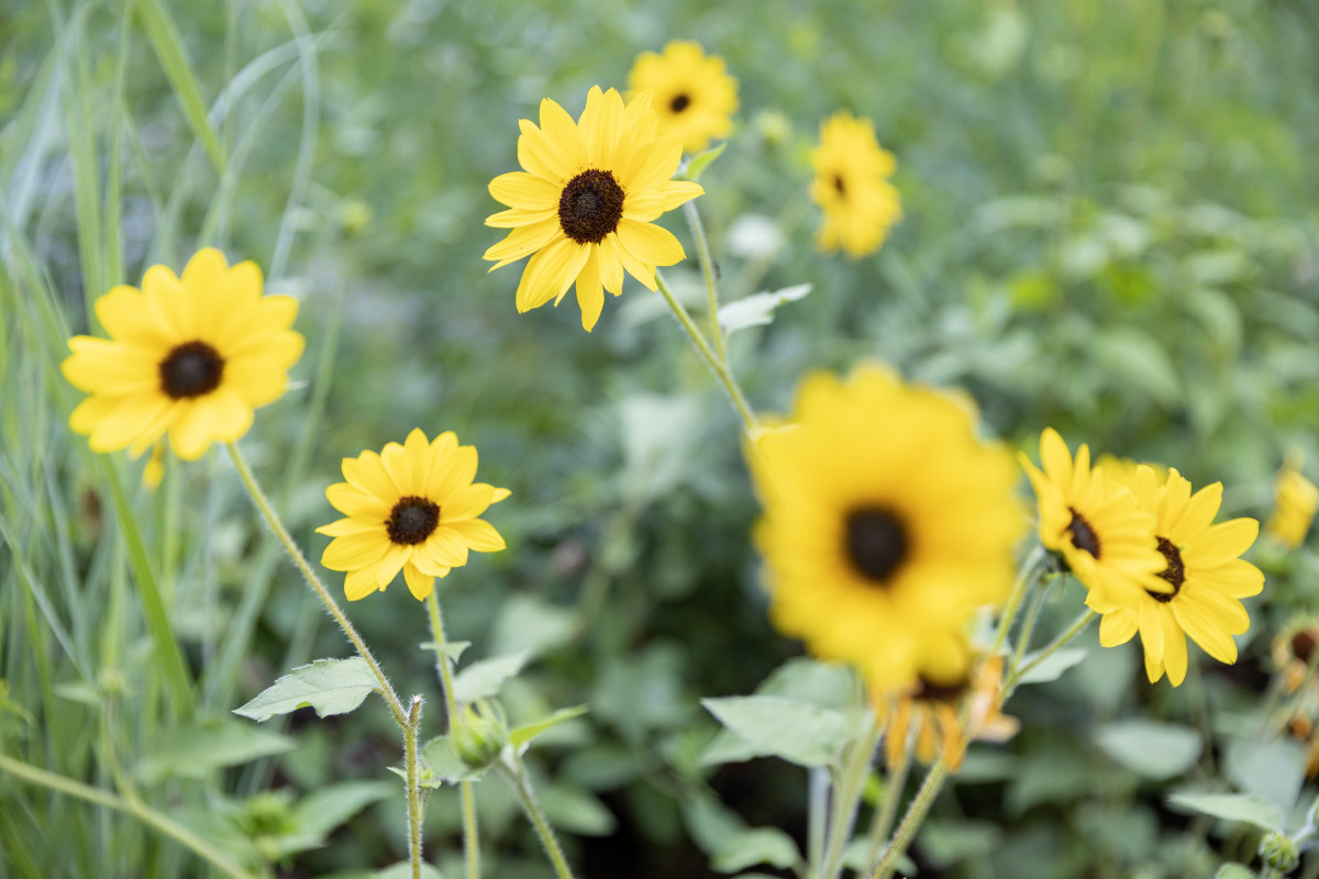 BTG celebrates 25th anniversary of Rappole Night Garden - The ...