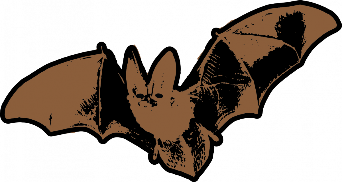 Townsend aims to help ‘cultivate inner wonder about bats’ at annual BTG ...